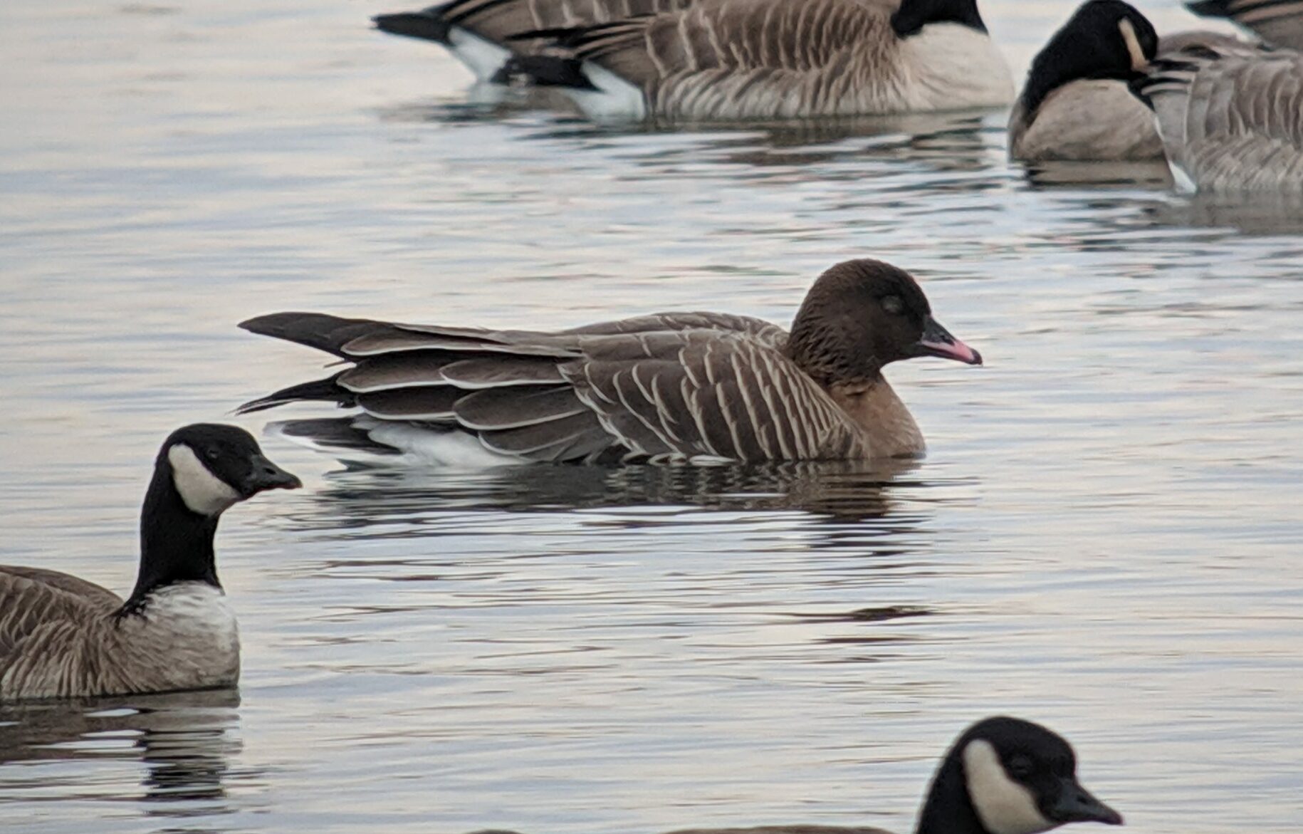 Submit a Colorado Bird Records report using your eBird checklist ...