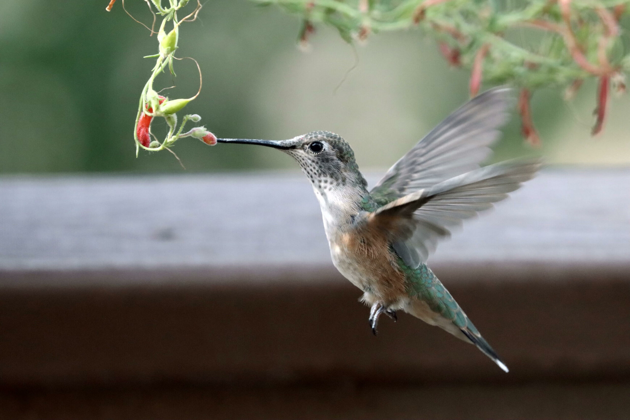 Colorado Field Workshop Series: Hummingbirds at Ranch in Larkspur, CO ...