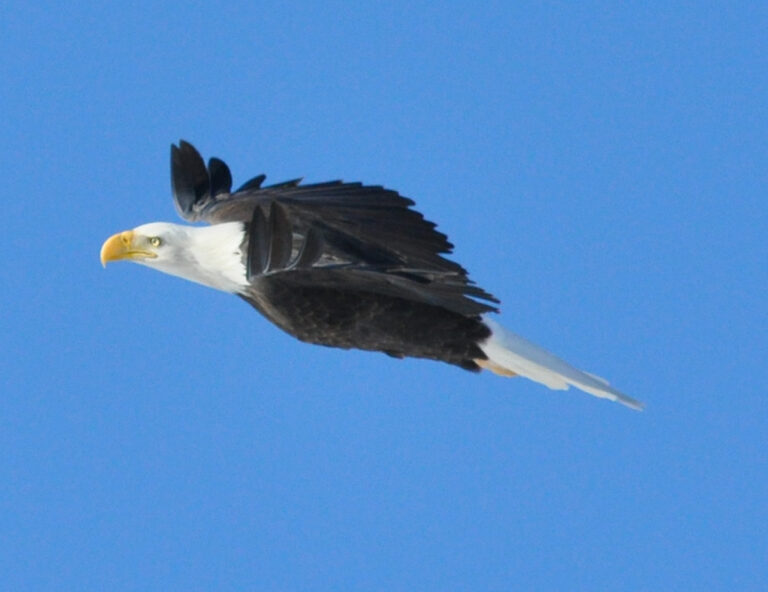 Dinosaur Ridge Hawk Watch Introductory Presentation - Colorado Field ...