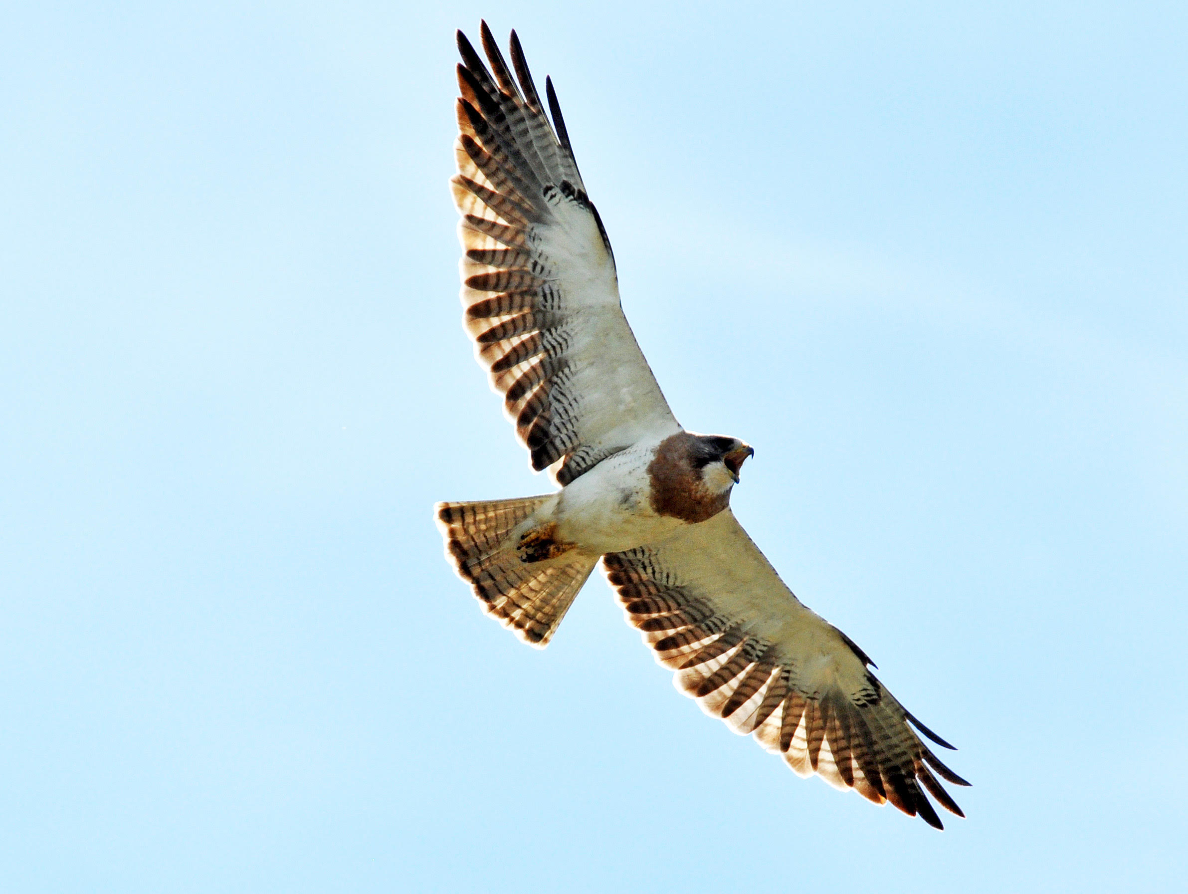 Dino Ridge Hawk Watch - On-site Volunteer Field Orientation - Colorado ...