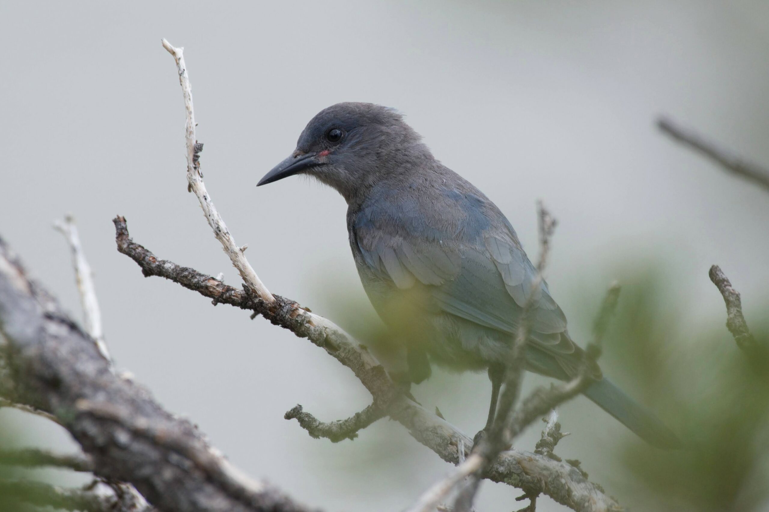 Part 2: Pinyon Jay Community Science Training - Colorado Field ...
