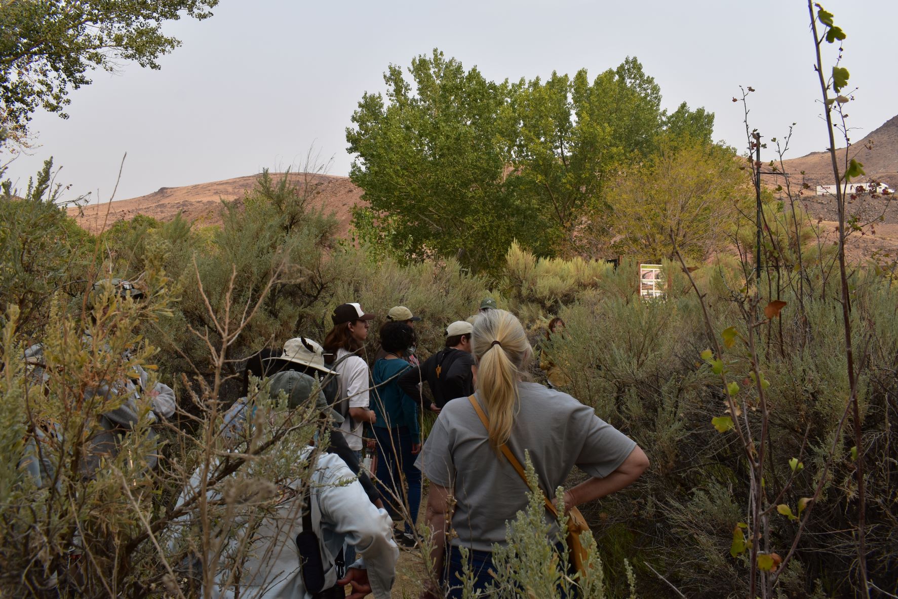 Mindful Birding - Colorado Field Ornithologists
