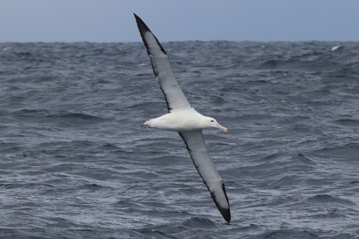 Dead of Winter Knowledge Quest: Birding New Zealand - An Introduction ...