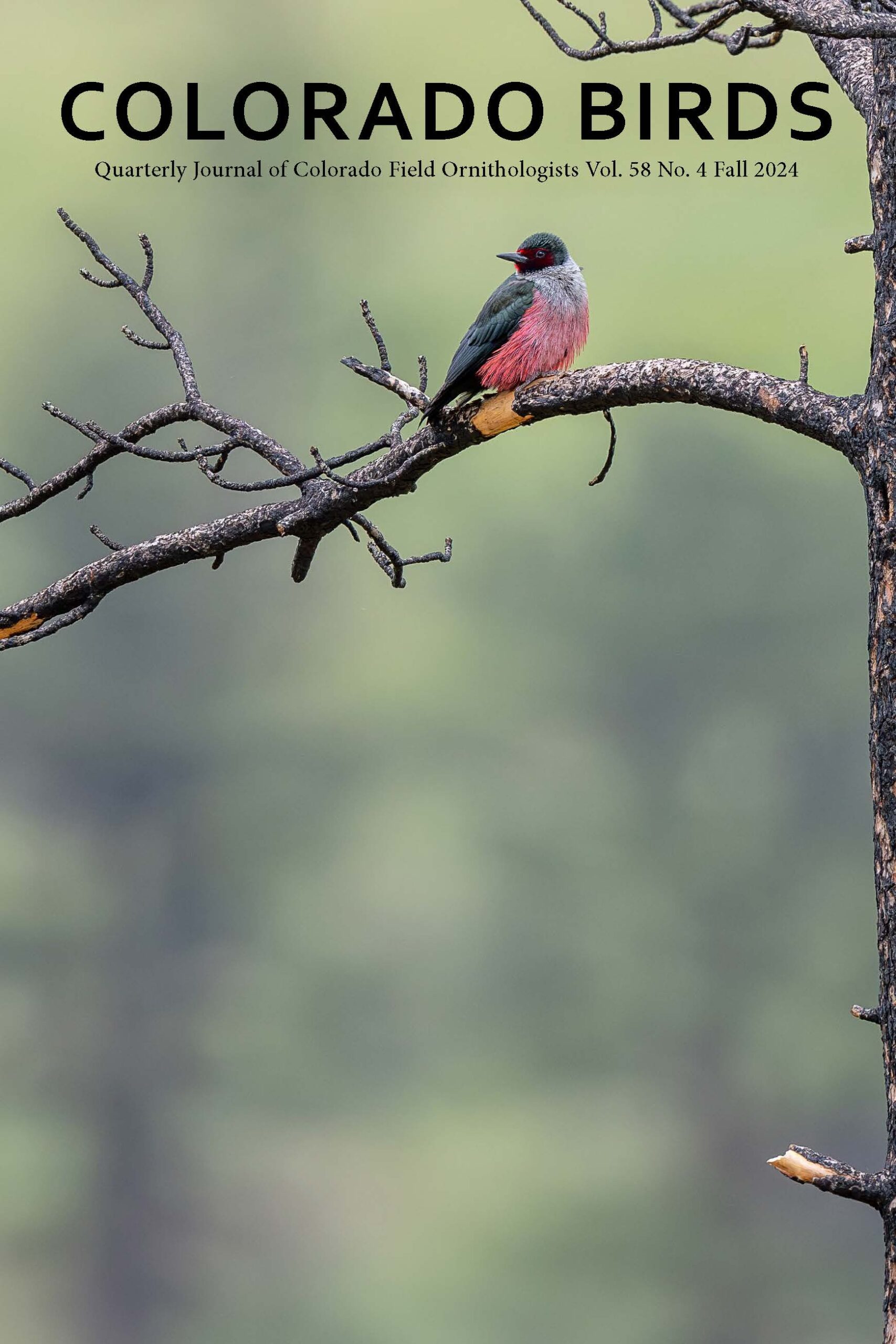 2024 Fall Colorado Birds Journal - Colorado Field Ornithologists