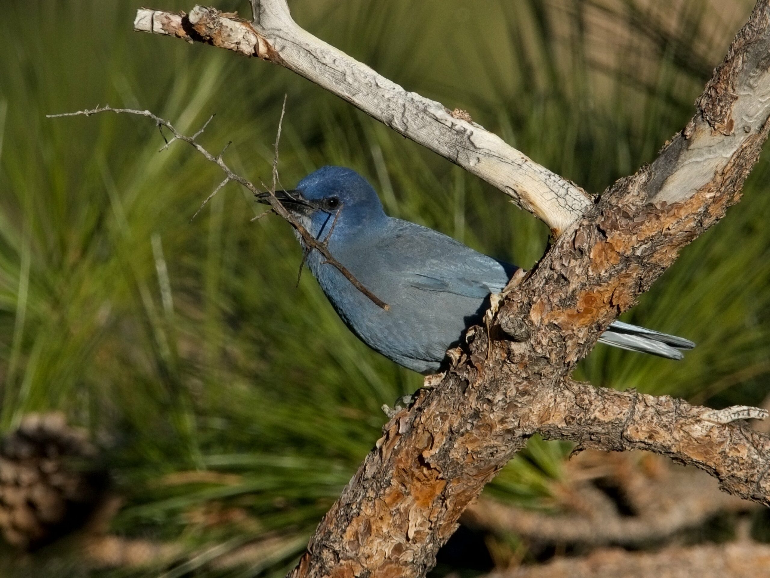 Dead of Winter Speaker Series Bonus - Pinyon Jays with Great Basin Bird ...