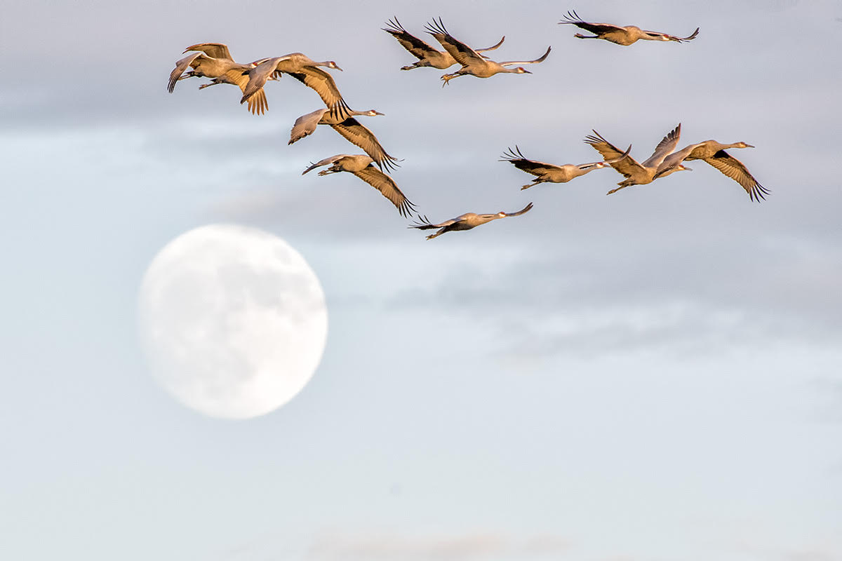CFO @ the Monte Vista Crane Festival - Colorado Field Ornithologists