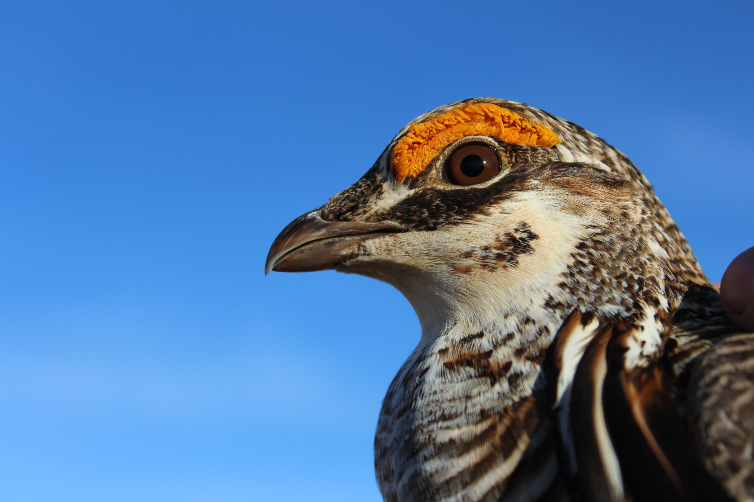 Lesser Prairie-Chicken: Fighting to Bring this Species Back to Colorado ...